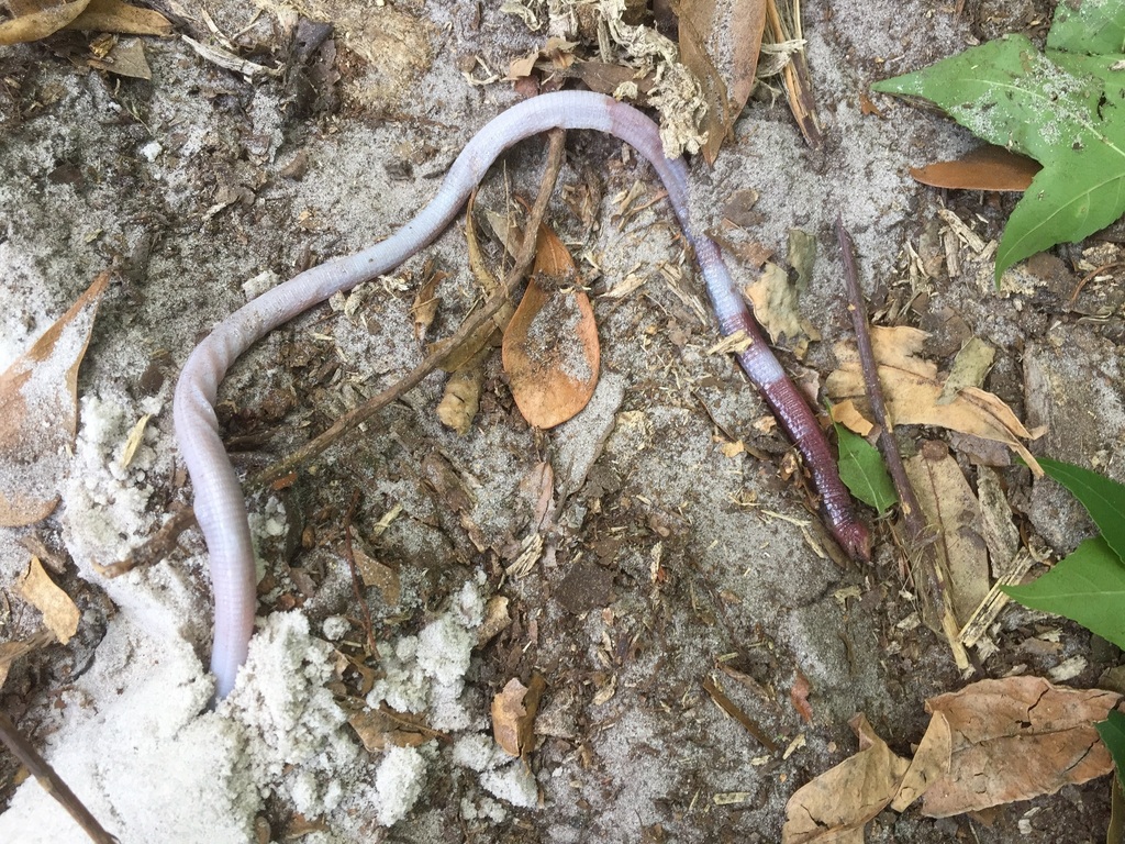 Florida Worm Lizard in May 2020 by rockeater · iNaturalist