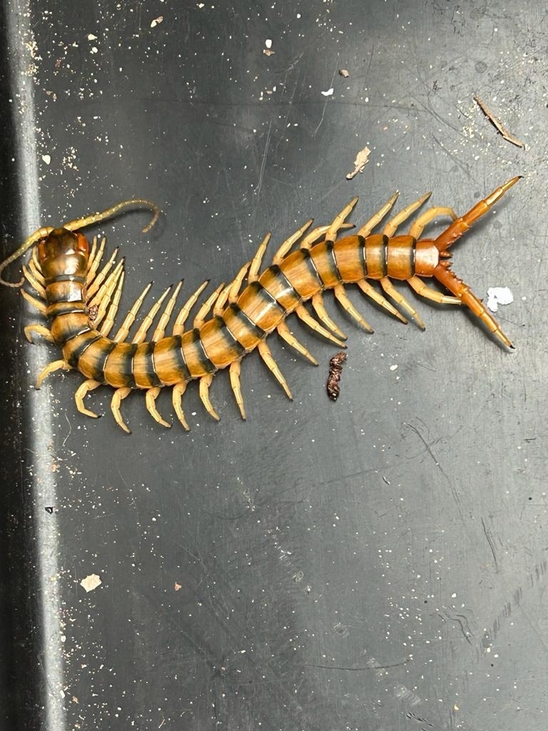 Australasian Giant Centipede from Livingstone, QLD, Australia by ...
