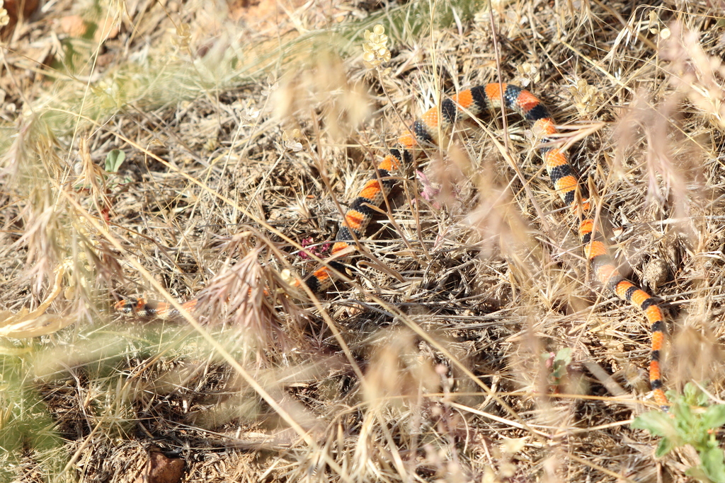 Ground Snake from Reno, NV, USA on July 22, 2023 at 12:13 PM by Gregory ...