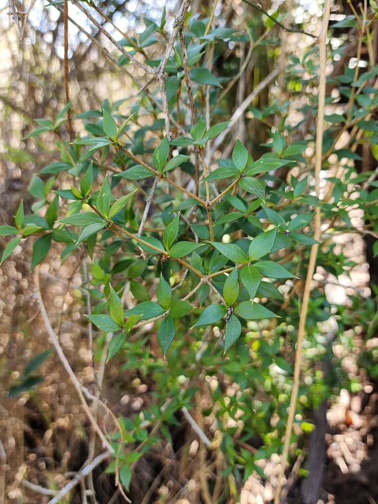 Chain Fruit in November 2023 by pcopping_ecp · iNaturalist