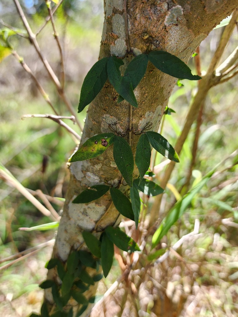 Catclaw vine in November 2023 by pcopping_ecp · iNaturalist