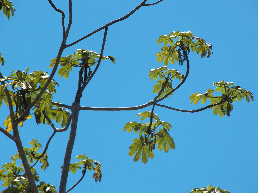 Cecropias (Cecropia) - Botanical Realm