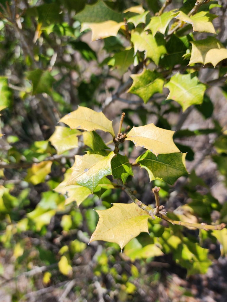 Native Holly in November 2023 by pcopping_ecp · iNaturalist
