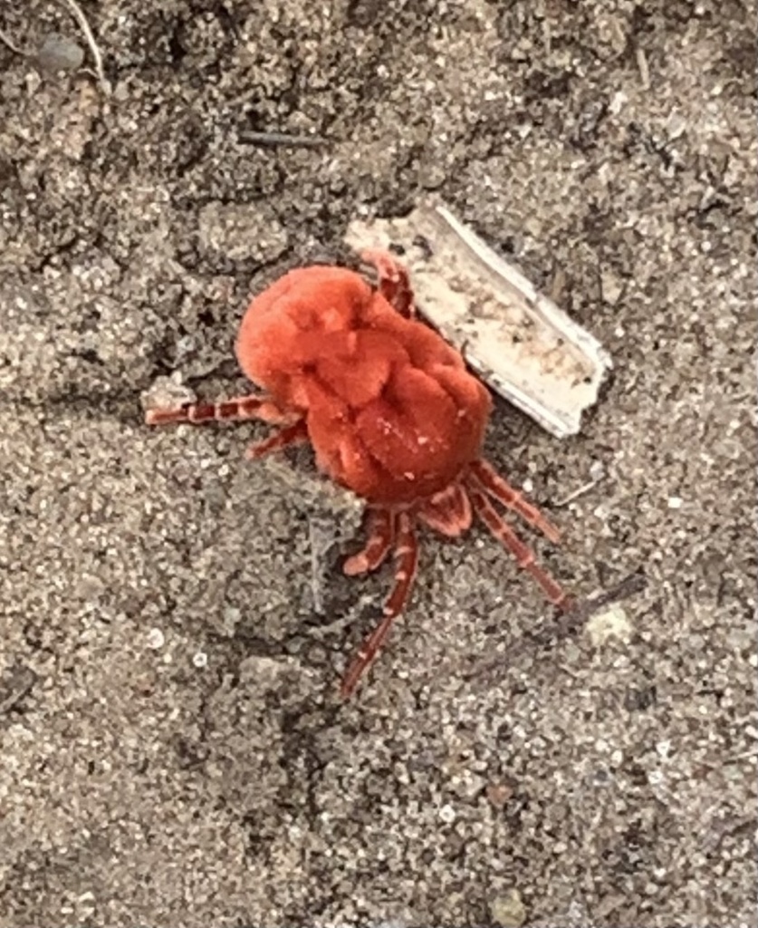 Giant Velvet Mites from Otjozondjupa, NA on November 18, 2023 at 07:08 ...