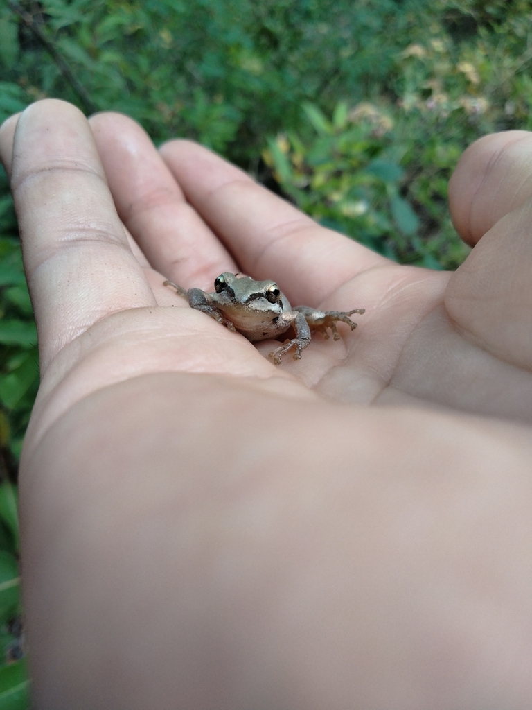 Baja California Tree Frog from Lakeside, CA 92040, USA on July 22, 2023 ...