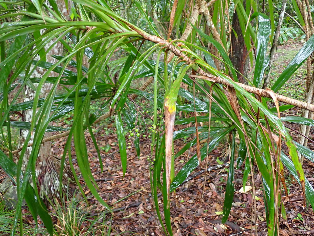 cabbage trees and allies from valla nsw on November 24, 2023 at 08:44 ...