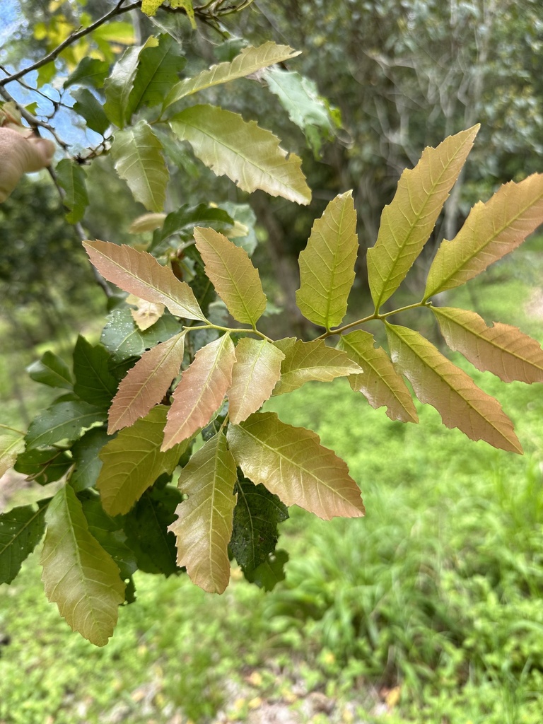 White Tamarind in November 2023 by Sylvia Alexander · iNaturalist