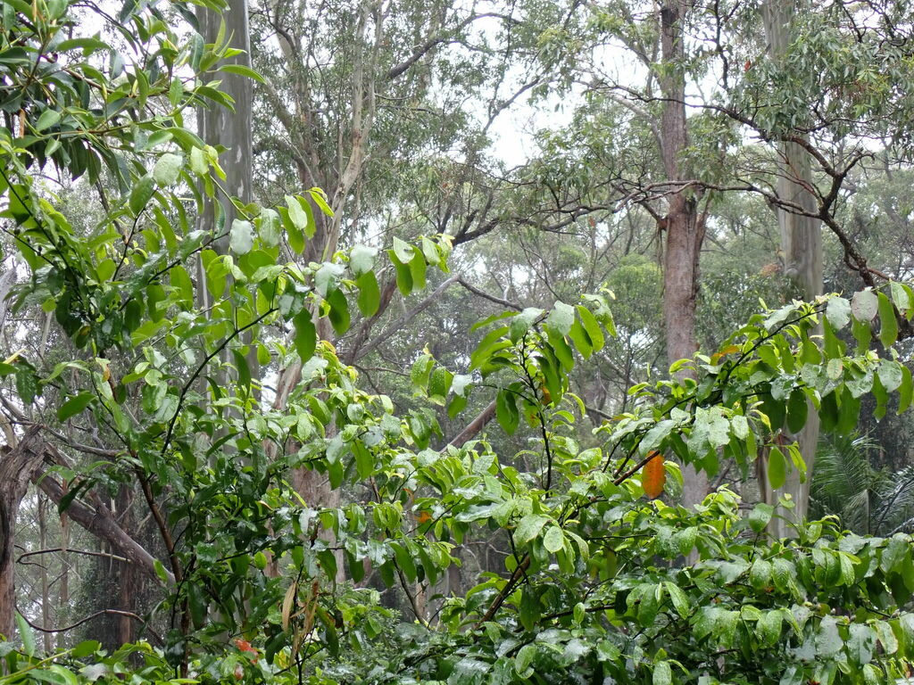 Bolwarra from valla nsw on November 24, 2023 at 08:59 AM by Jo ...