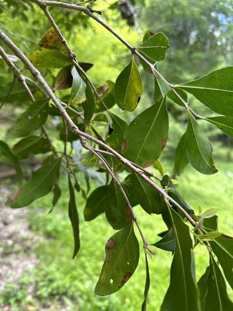 small-fruited mock olive in November 2023 by Sylvia Alexander · iNaturalist