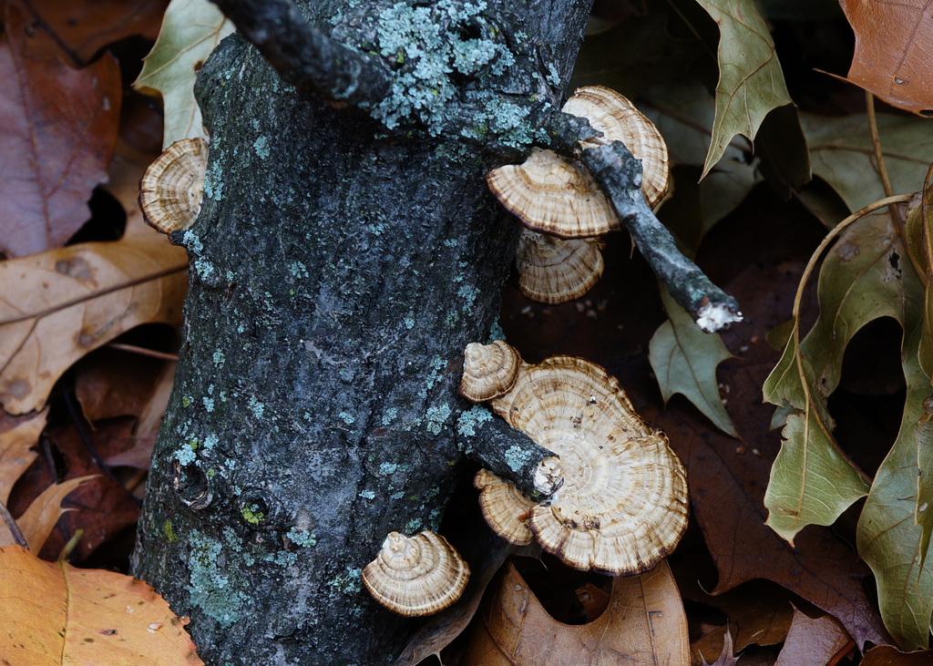 Thin-walled Maze Polypore from Cunningham Park, Queens, NY, USA on ...