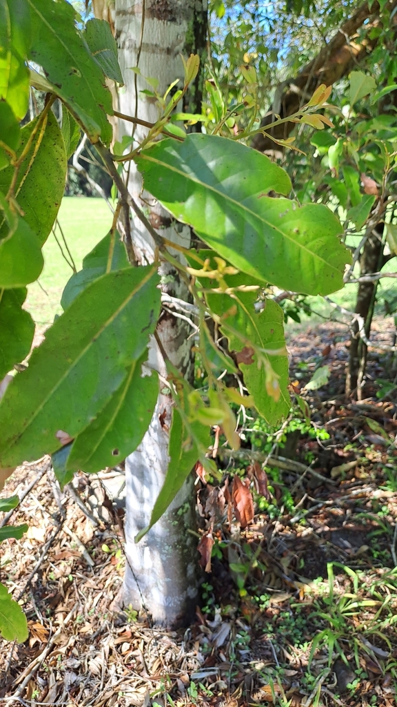 dicots from Karangi NSW 2450, Australia on November 27, 2023 at 09:32 AM by coolduck · iNaturalist