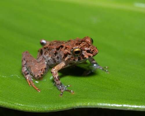 Sao Paulo Robber Frog (Ischnocnema spanios) · iNaturalist United Kingdom