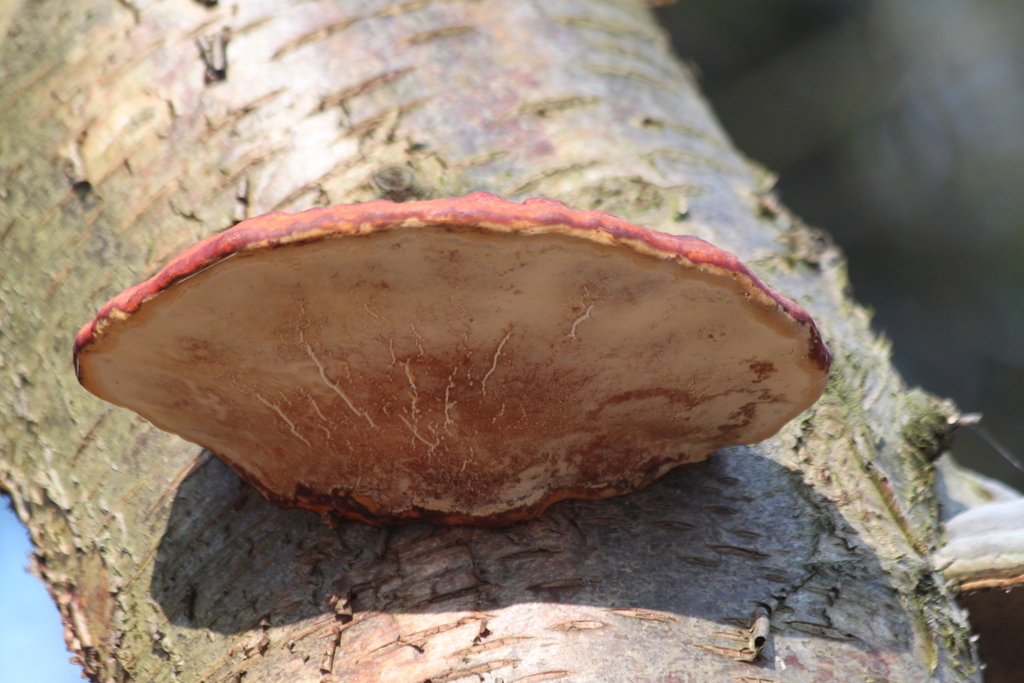 Red-banded Polypore from Heiloo, Nederland on March 30, 2019 at 05:41 ...
