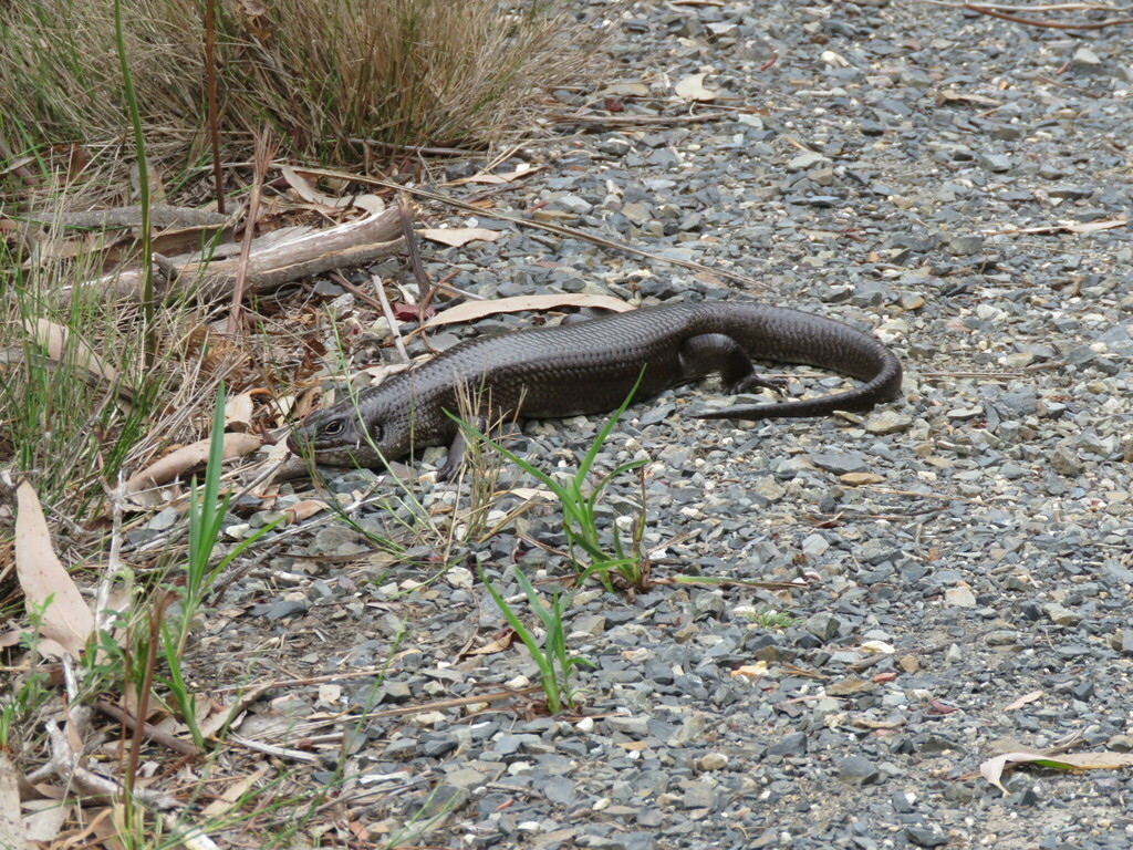 Land Mullet from Diamond Head NSW 2443, Australia on November 25, 2023 ...