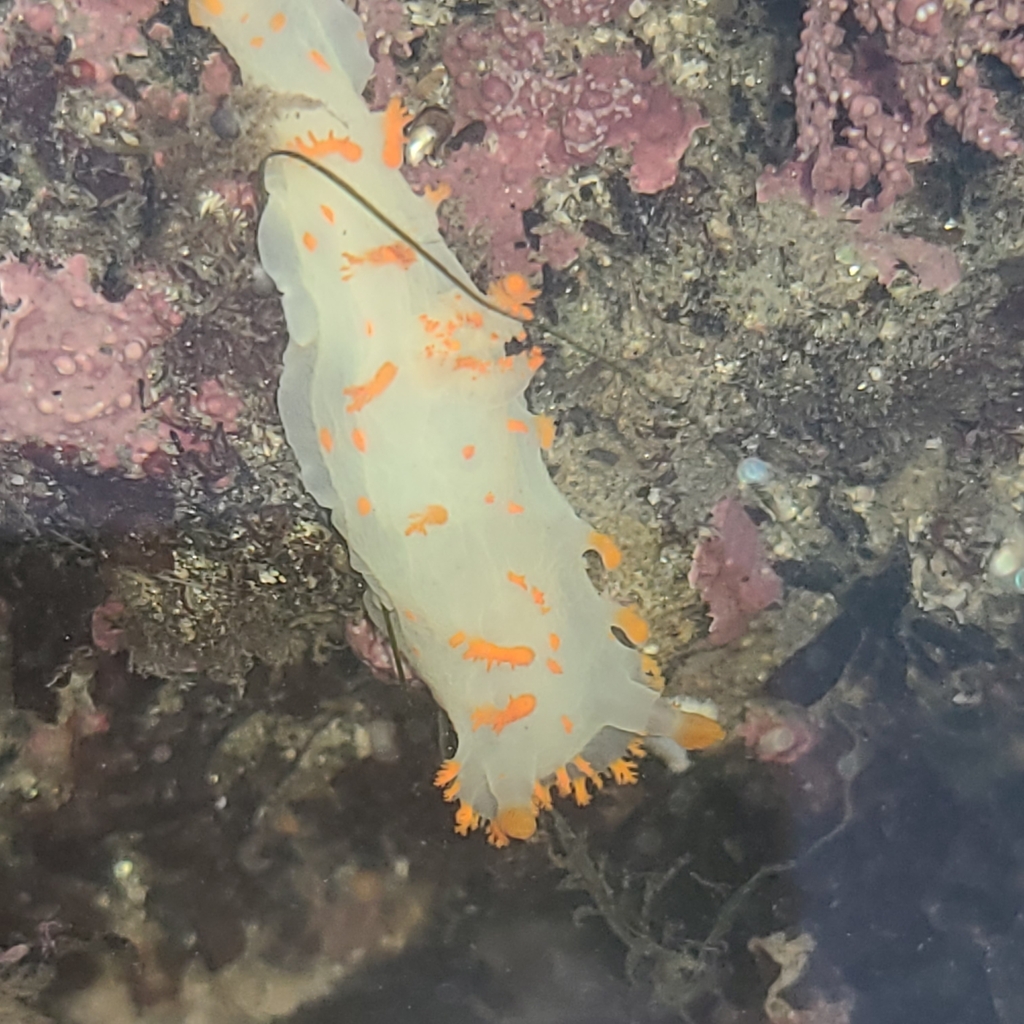 Modest Clown Dorid from Jefferson County, WA, USA on November 24, 2023 ...
