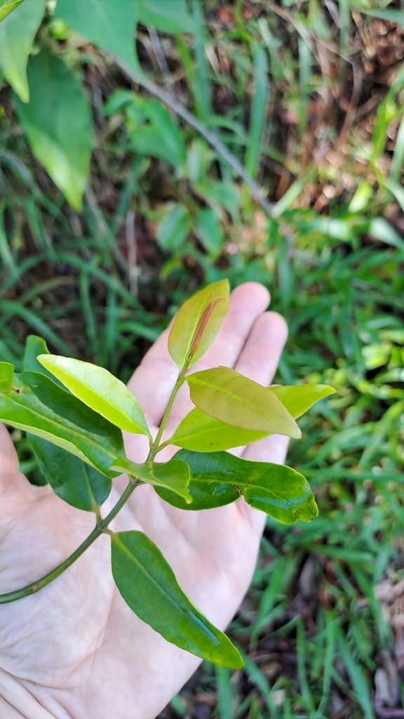 Bellbird Vine from Karangi NSW 2450, Australia on November 27, 2023 at 08:57 AM by coolduck ...