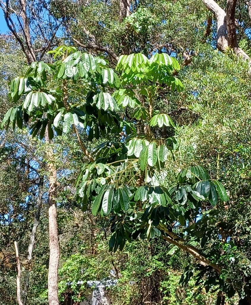 Australian Umbrella Tree from Coffs Harbour NSW 2450, Australia on ...