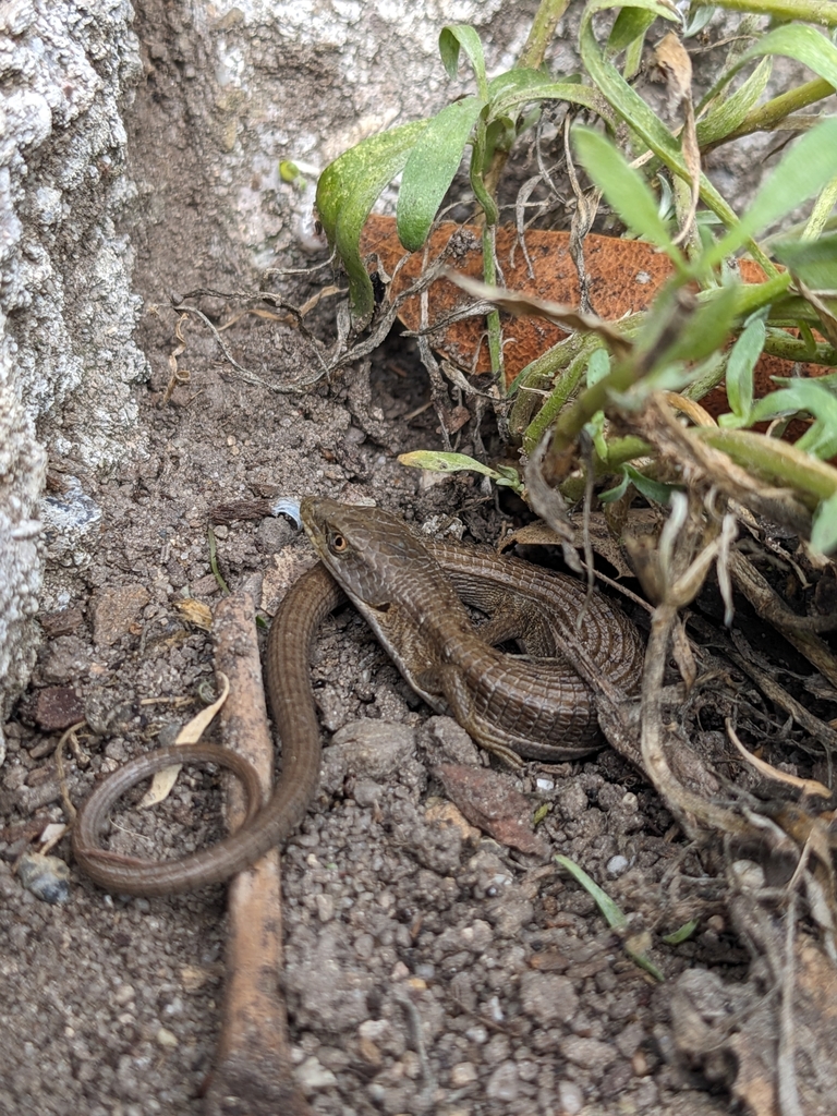 Southern Alligator Lizard in November 2023 by infinitecoast · iNaturalist