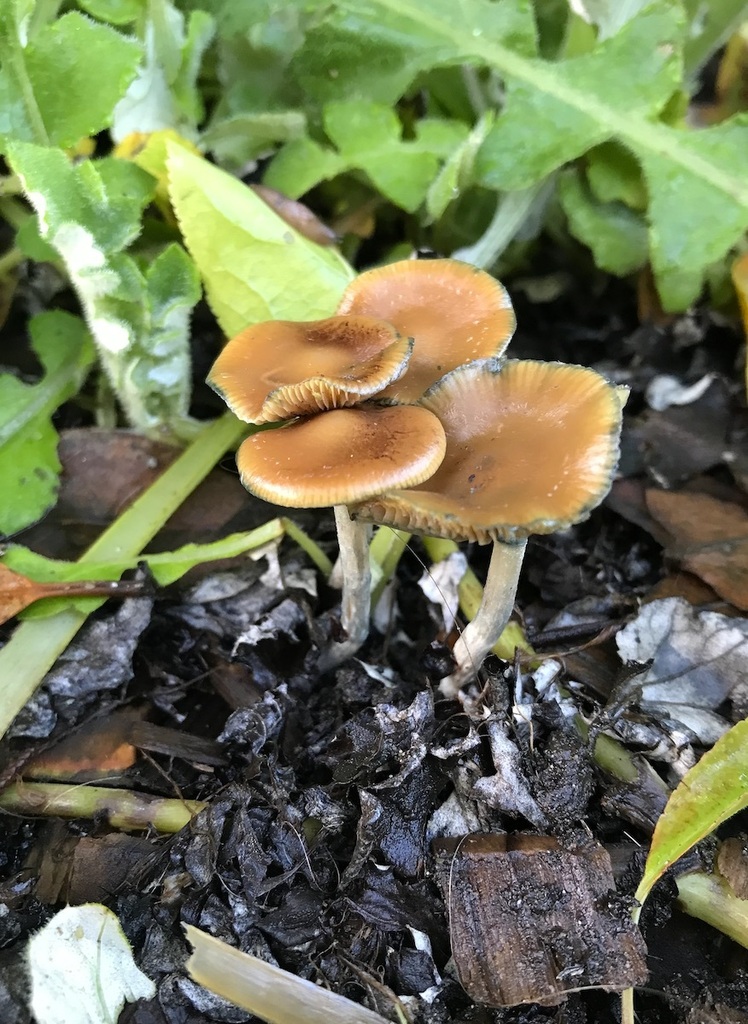 Wavy Cap in November 2023 by davenug · iNaturalist