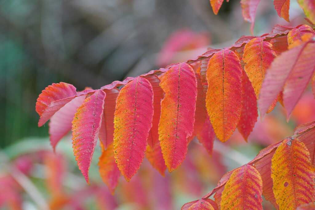 Chinese sumac from 日本、東京都多摩市大栗川 on November 26, 2023 at 11:52 AM by ...