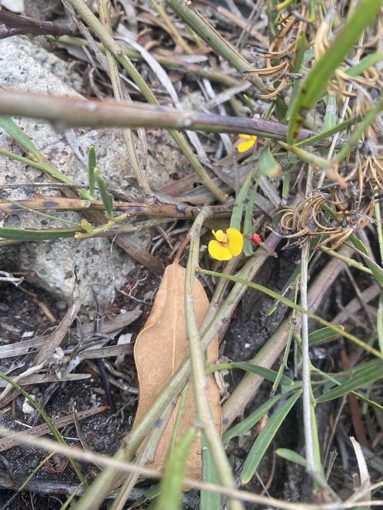 Sword Bossiaea from Crowdy Bay National Park, Diamond Head, NSW, AU on ...