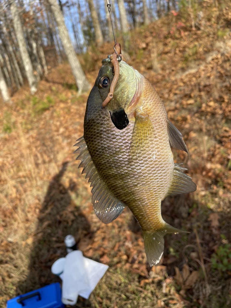Bluegill from Rome, GA, US on November 25, 2023 at 03:26 PM by ...