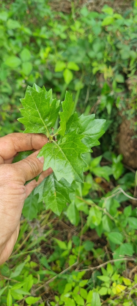groundsel tree from Woombye QLD 4559, Australia on November 25, 2023 at ...
