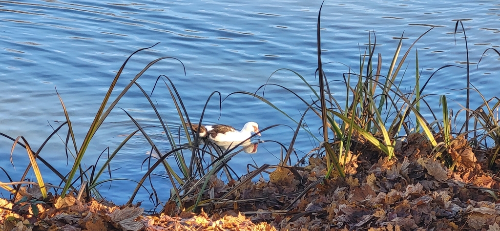 Domestic Muscovy Duck from Nichols & Harding, Longview, WA 98632, USA ...