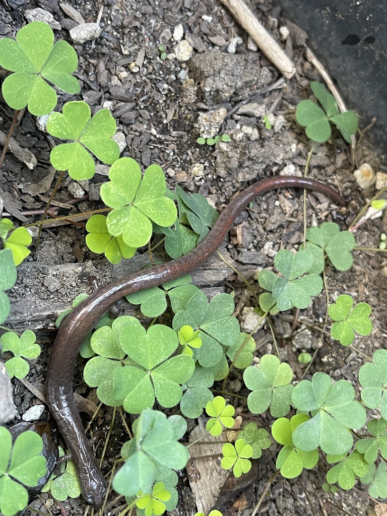 Southern California Slender Salamander from River View Golf Course ...