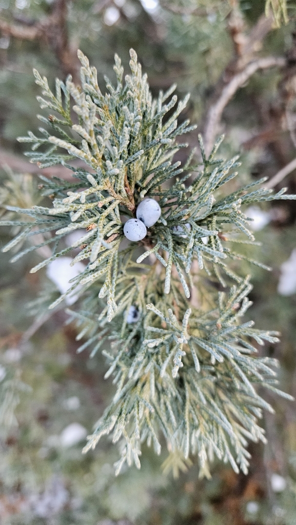 Rocky Mountain Juniper from Jemez Springs, NM 87025, USA on November 26 ...