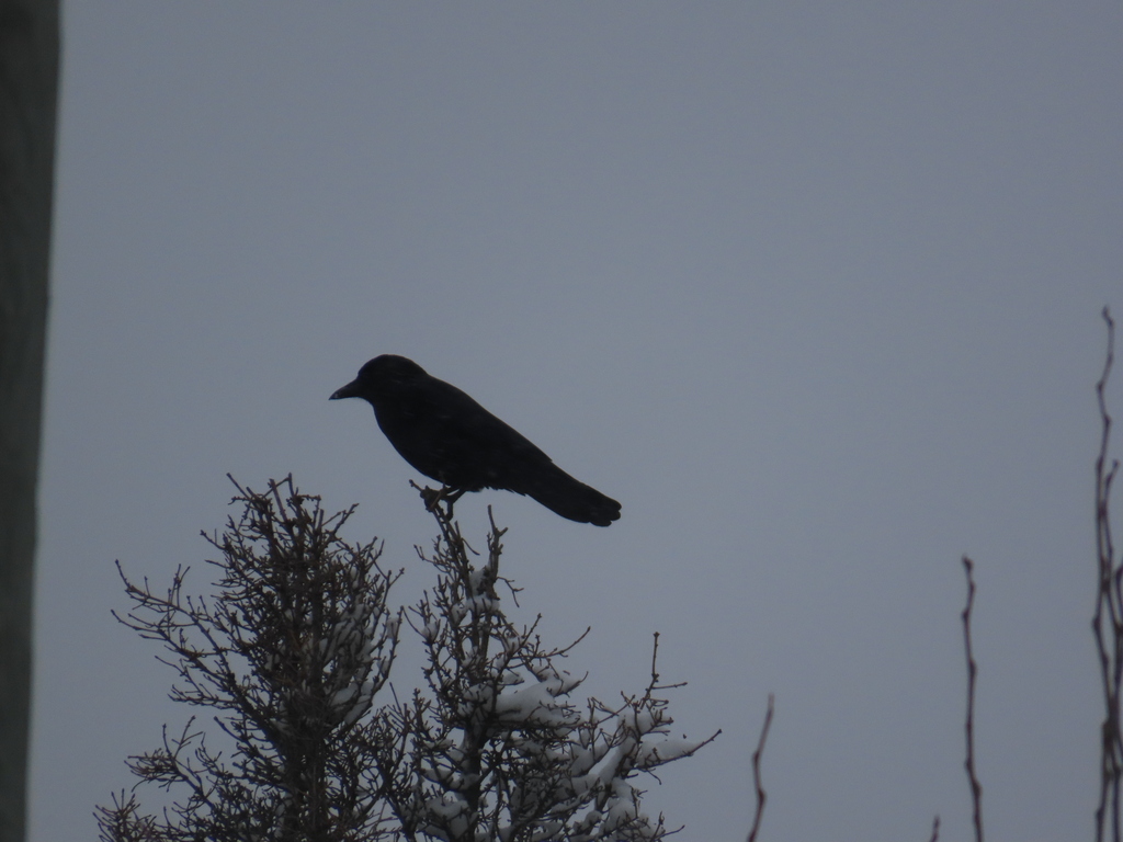 American Crow from Algoma District, ON, Canada on November 26, 2023 at ...