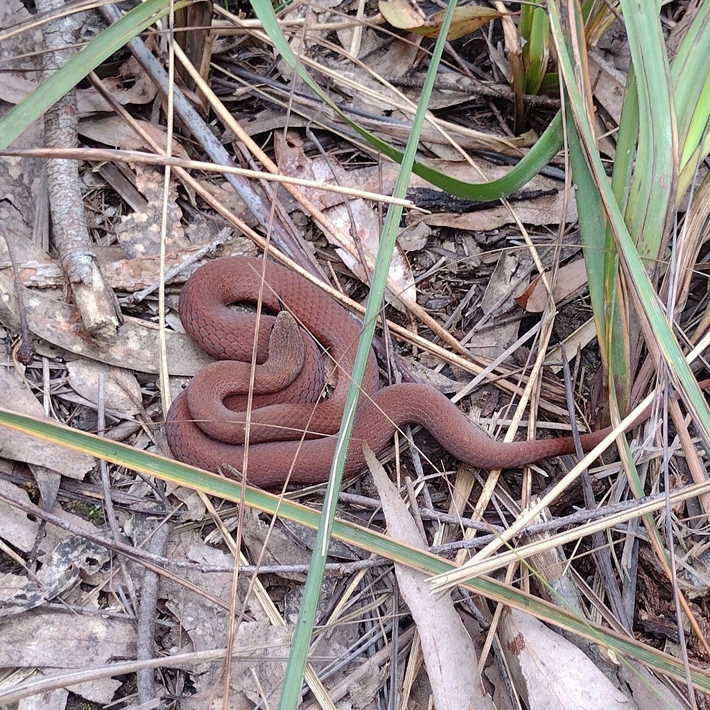 White-lipped Snake from Bungalook Conservation Reserves, Kilsyth South ...