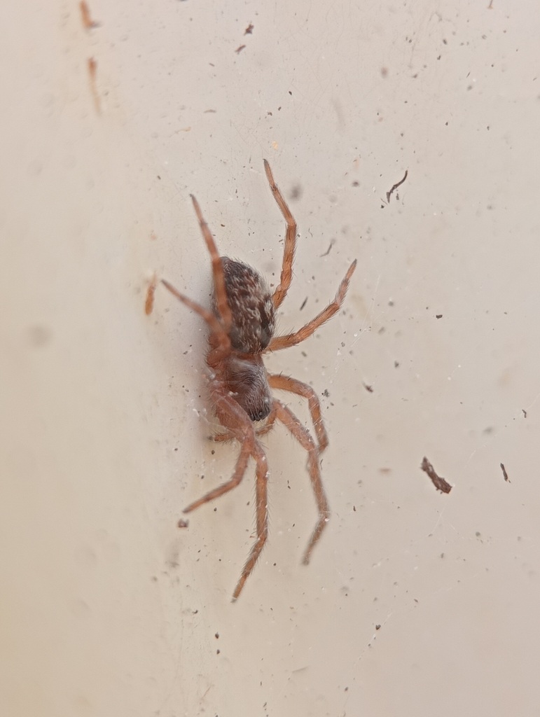 House Spiders from Warden Av After Reidy Dr, Spencer Park WA 6330 ...