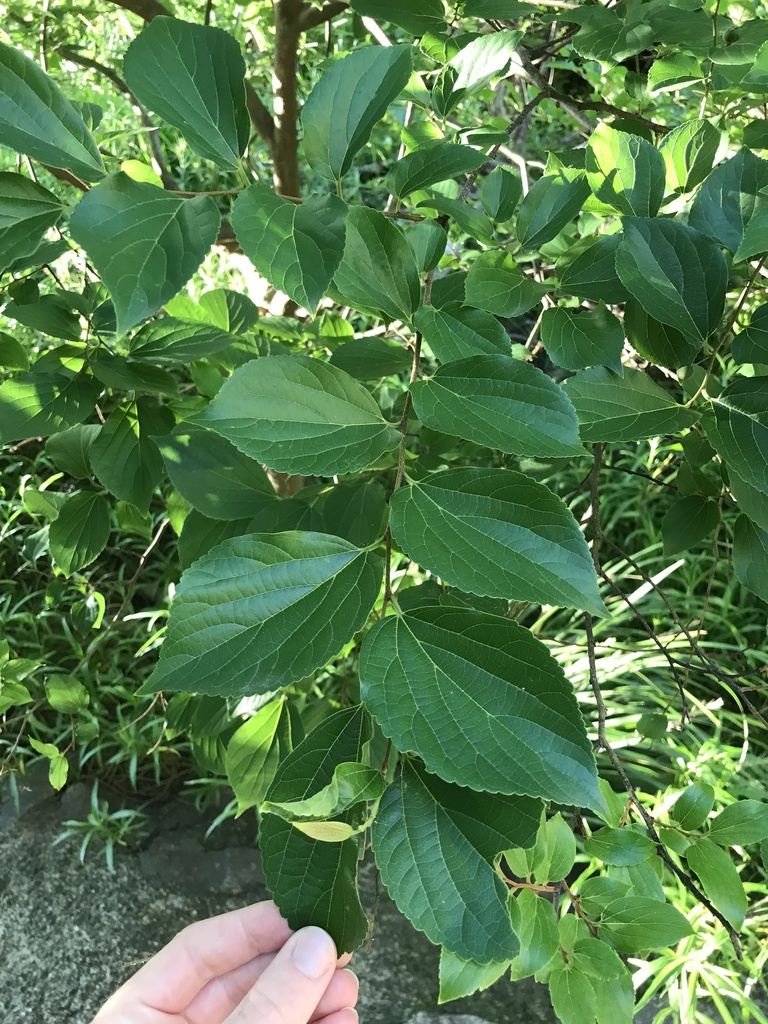 Chinese Hackberry from Tillack Park, Mansfield, QLD, AU on November 27 ...