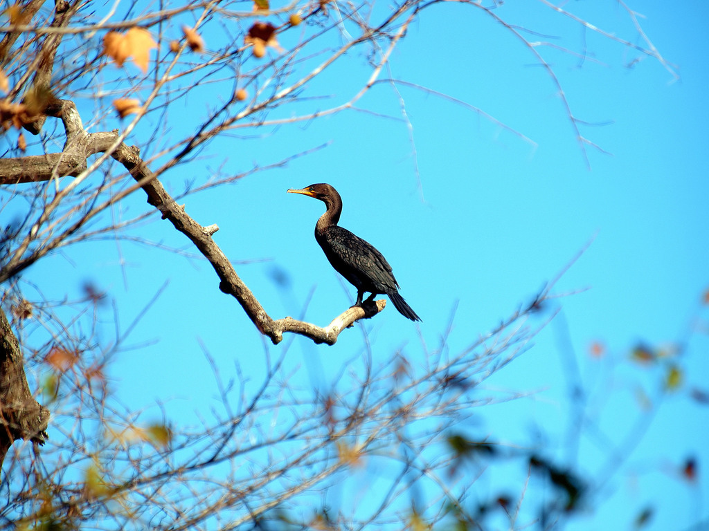 Double-crested Cormorant from Dallas, TX, USA winsted parking lot area ...