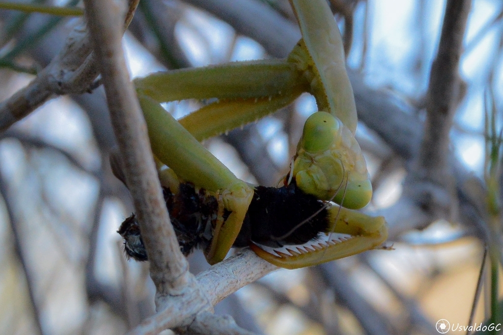 Sonoran Tiger Mantis from Gral Rodolfo Sánchez Tabo, Guaymas, Son ...