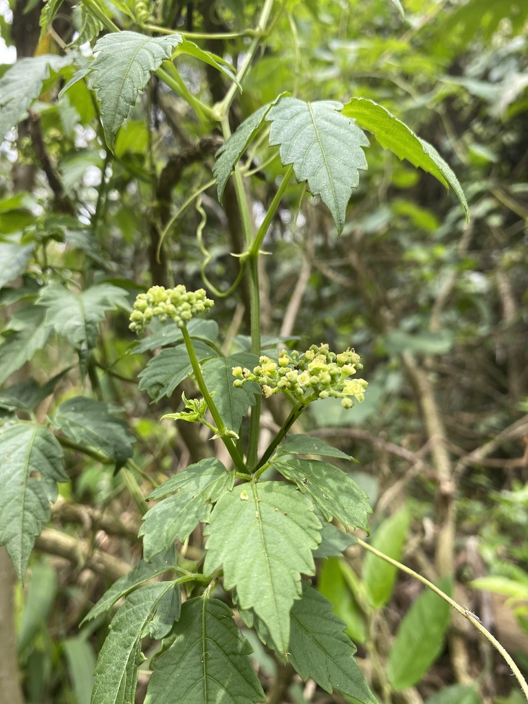 Slender Grape from Stony Creek, QLD, AU on November 27, 2023 at 11:00 ...