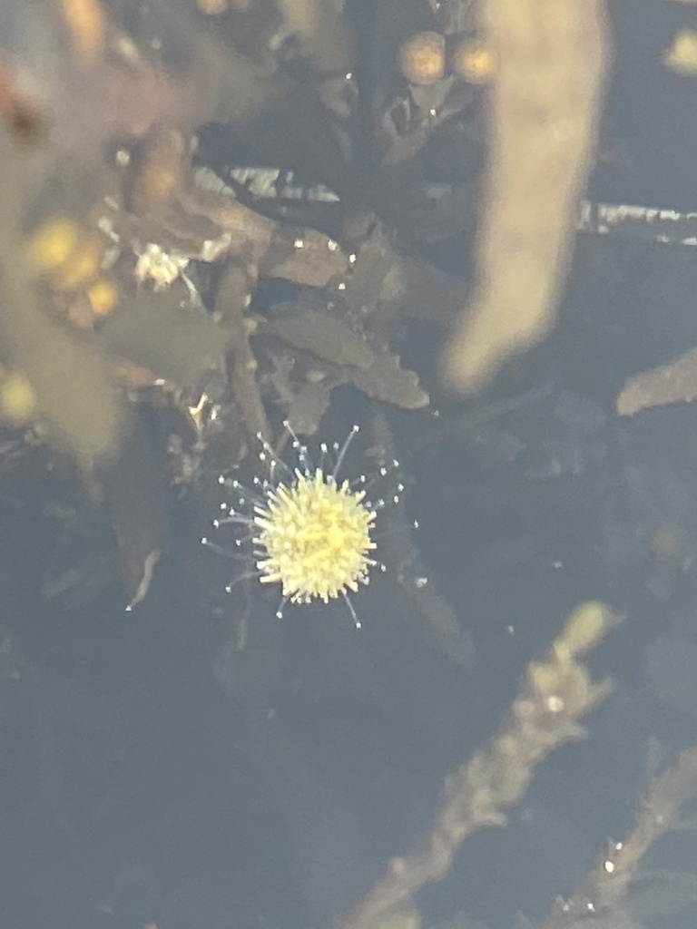 Pacific Purple Sea Urchin from Laguna Beach Coastal Trail, Laguna Beach ...