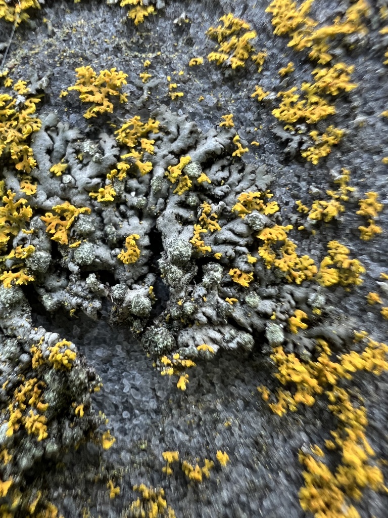 Pom-pom Shadow Lichen from E Federal St, Middleburg, VA, US on November 26, 2023 at 10:27 AM by ...