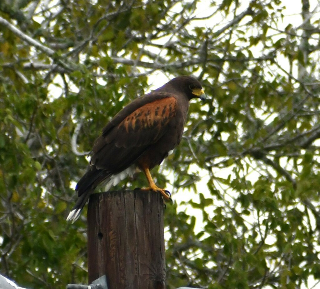 Harris's Hawk from South La Paloma, TX, USA on November 26, 2023 at 09: ...