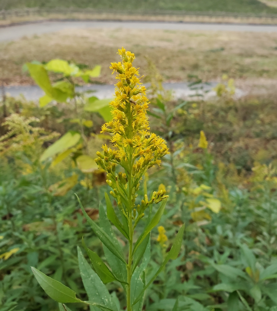 tall goldenrod from Kajo Park, 1-7 Kajōmachi, Yamagata, 990-0826, Japan ...