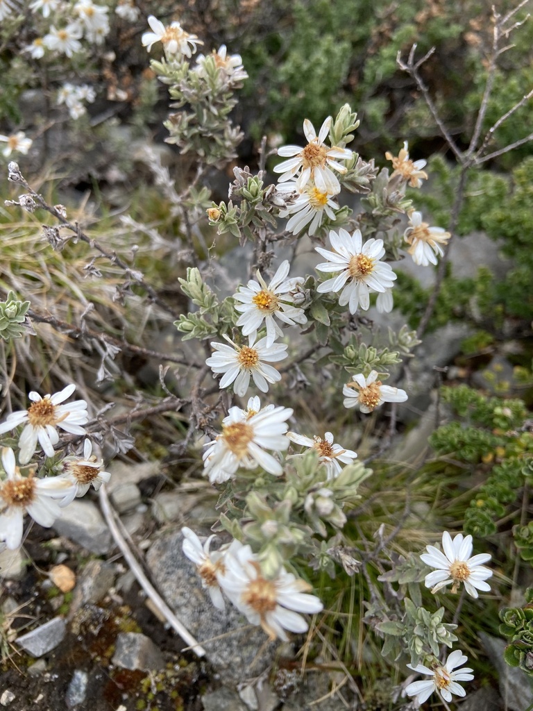 Asthma Bush from Kosciuszko National Park, Ngarigo, NSW, AU on November ...