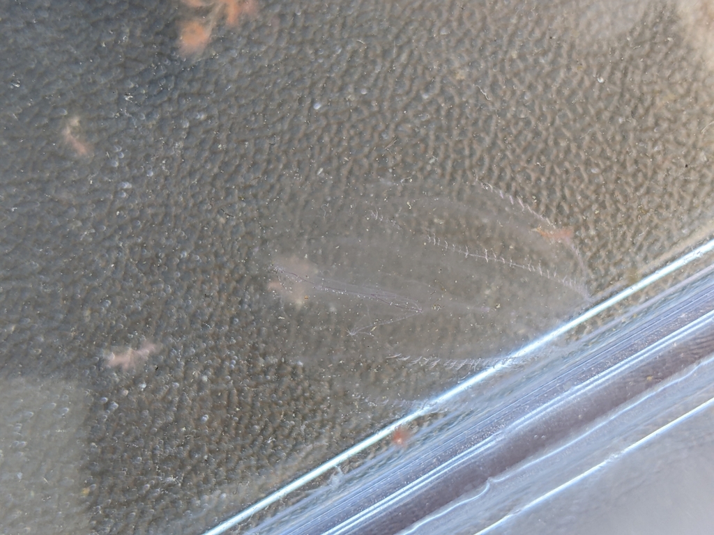 Bolinopsidae from Forster NSW 2428, Australia on November 27, 2023 at ...