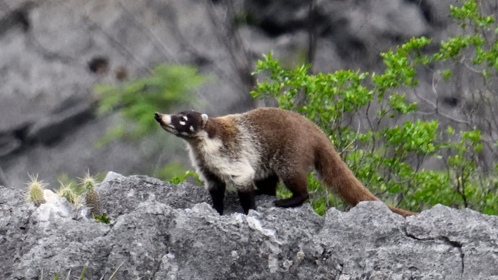 White-nosed Coati from Bustamante, N.L., México on November 25, 2023 at ...