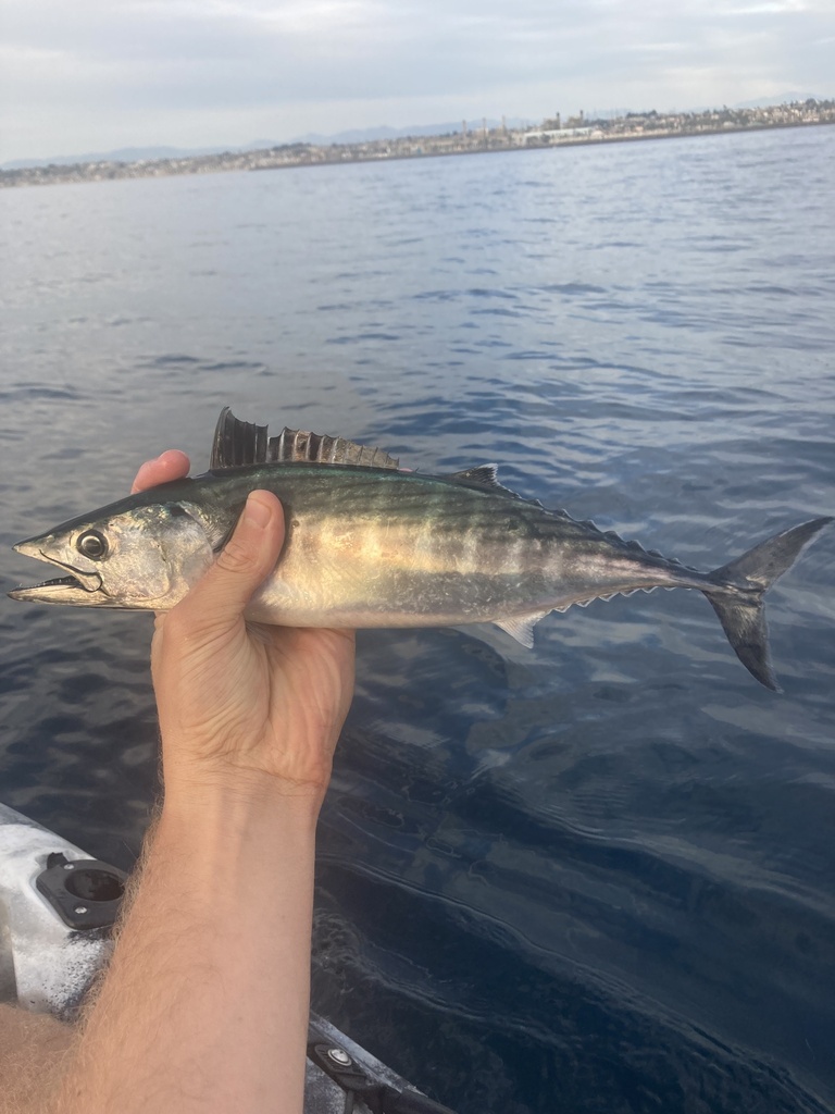 Eastern Pacific Bonito from Santa Monica Bay, Redondo Beach, CA, US on ...