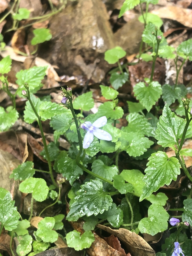 forest lobelia from Dorrigo National Park, Never Never, NSW, AU on ...
