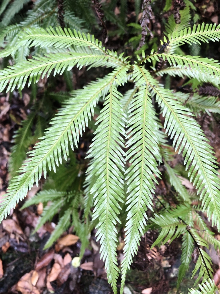 Shiny fan fern from Dorrigo National Park, Never Never, NSW, AU on ...