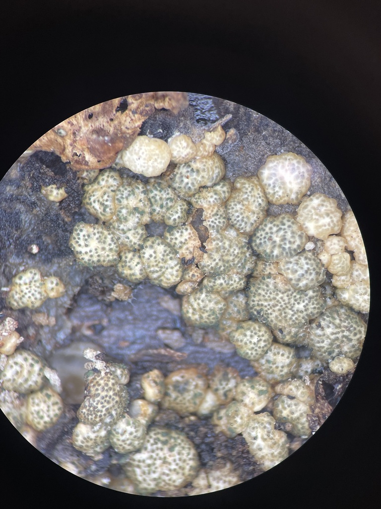 Trichoderma gelatinosum from Tully, NY, US on October 17, 2023 at 04:16 ...