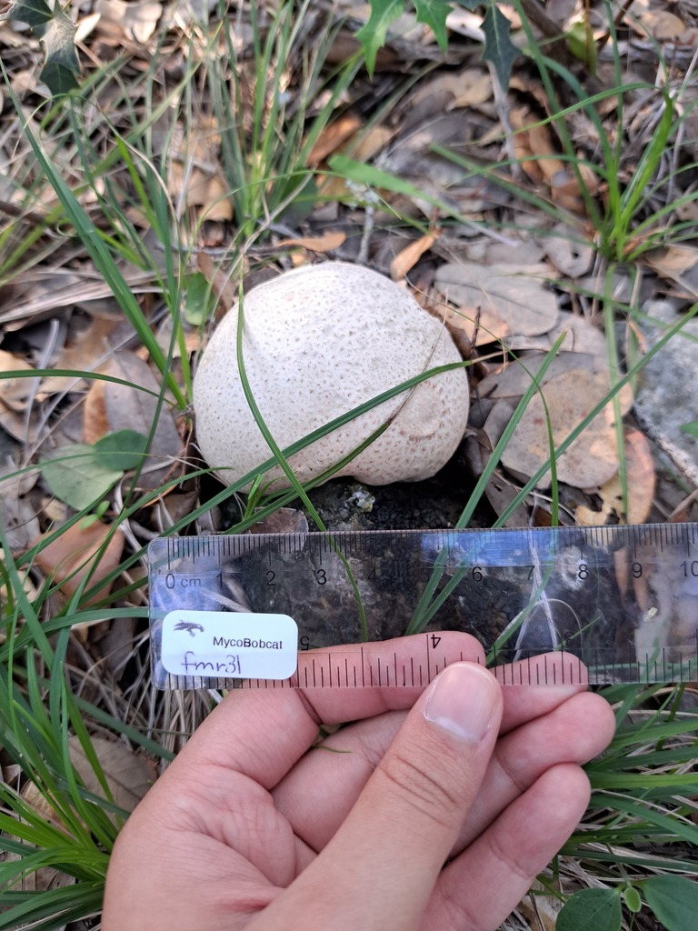 common puffball from Purgatory Creek, San Marcos, TX 78666 on November ...