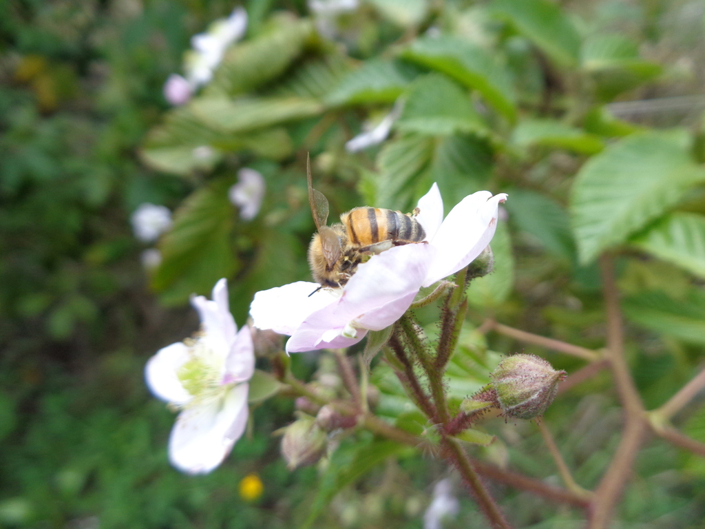 Western Honey Bee from Hacienda Patichubamba, Quito, Ecuador on ...
